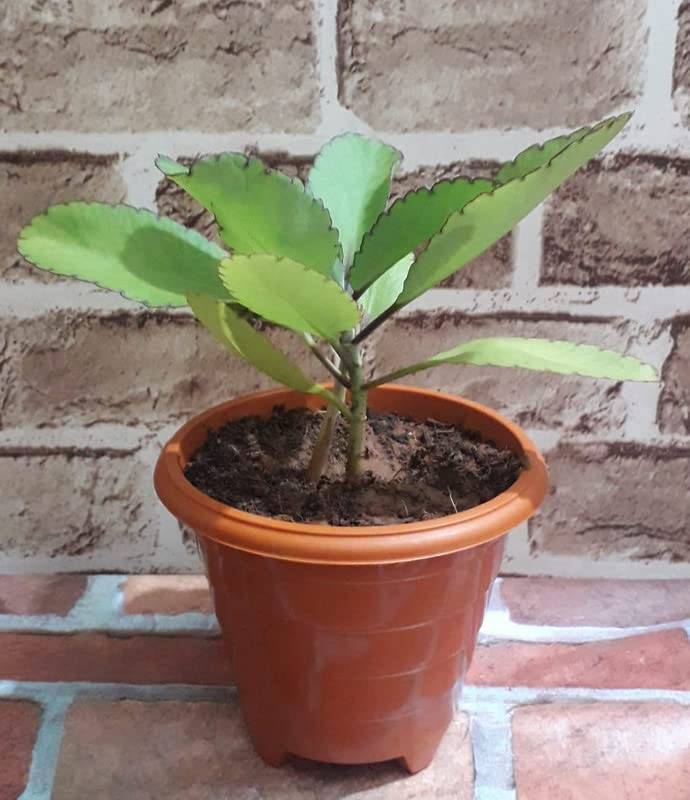 Buy Vixenssell Patharchatta Live , Panfuti, Bryophyllum Pinnatum ...