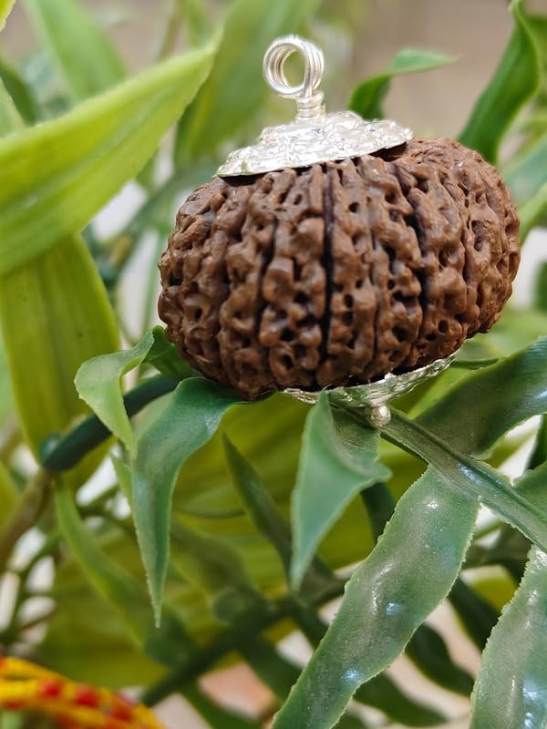 USPTO Pure 21 Mukhi 21 Faced Nepali Rudraksha Original Certified ...