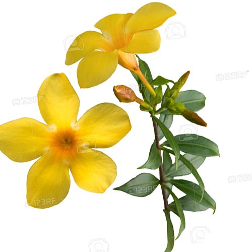 Harit Special - Allamanda (Golden) (Free Compost Organic Manuare 250gm ...