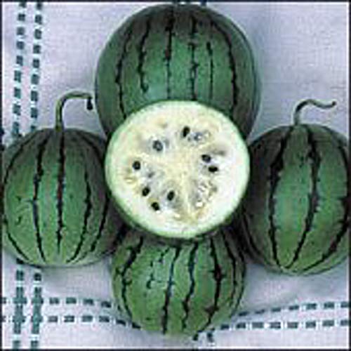 10 Small Watermelon Varieties - Urban Garden Gal