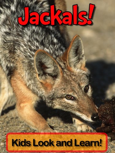 Jackals! Learn About Jackals and Enjoy Colorful Pictures - Look and ...