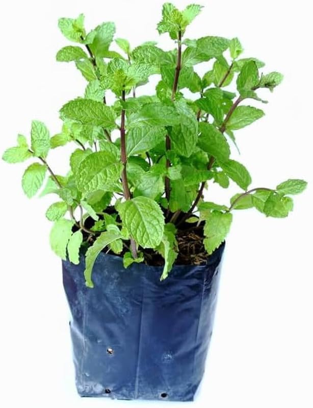 Pudina plant with pot for Home Garden Pack of 1 : Amazon.in: Garden ...