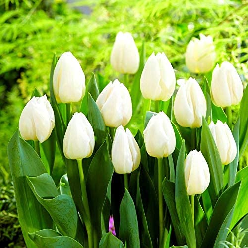 Tulip White Flower Bulbs For Home Gardening pack of 1 bulbs : Amazon.in ...