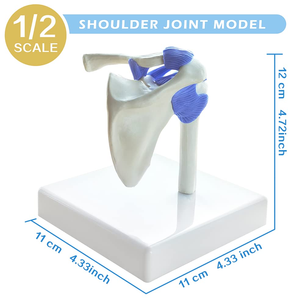 Snapklik.com : Mini Shoulder Knee Hip Elbow Joint Model Set, 1/2 Life ...