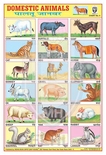 DOMESTIC ANIMALS CHART: by INDIAN BOOK DEPOT (MAP HOUSE): Amazon.com: Books