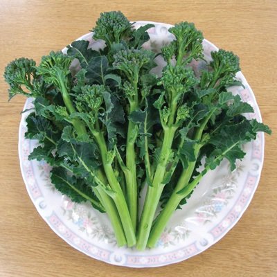 Amazon.com: 25 Seeds of Apollo Broccoli: Patio, Lawn & Garden