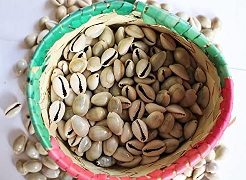 Buy ARTSofINDIA.in Kaudi Kavade White Sea Shell - Small (75) Online at ...