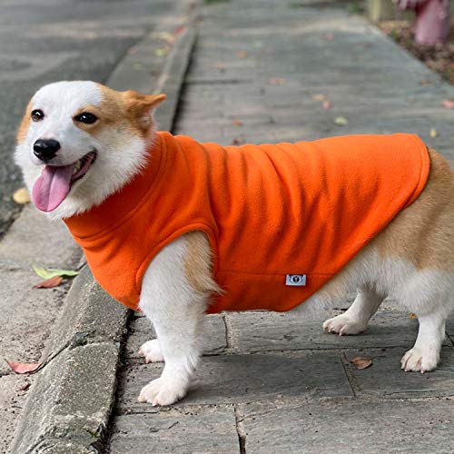 Revamp Your Pup's Winter Wardrobe with These Incredible Polartec Dog ...