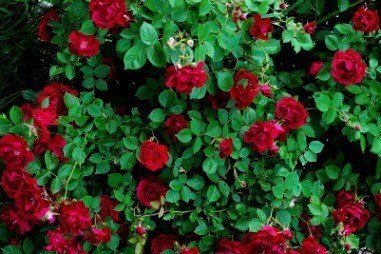 EaglesFord-Red Rose Gulab Red Outdoor Live Flowering Plant : Amazon.in ...
