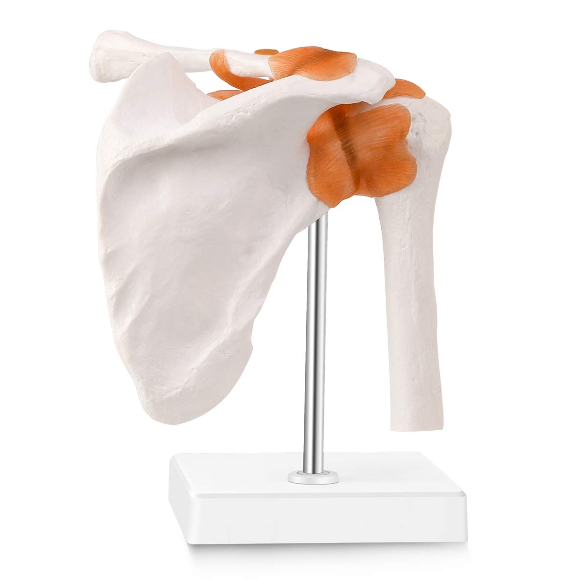 Snapklik.com : LYOU Human Shoulder Joint Model, Life Size Flexible ...