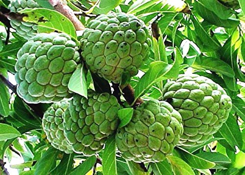 Indiana Sugar Apple Custard apple Annona squamosa Sitaphal Sitapalam ...