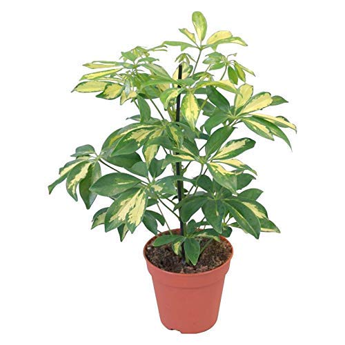 Creative Farmer White Ficus Flower Indoor Outdoor Decorative Live Plant ...