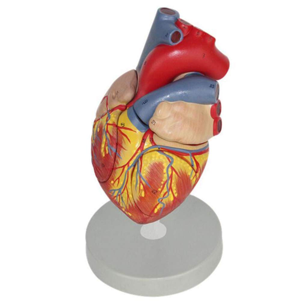 Buy BEAGHTY Anatomical Heart Model 4 Part Heart Models Anatomy 2X Life ...