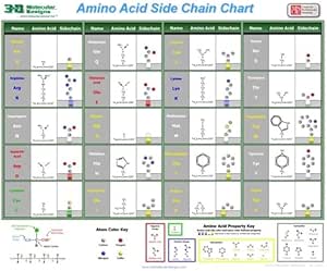 Amazon.com: 3D Molecular Designs Amino Acid Starter Kit Poster ...