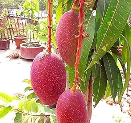 RADHA RANI PLANT HOUSE - Mango Plant Healthy Live Plant | For Home ...