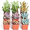 Amazon.com : Shop Succulents Assorted Succulent Plant Pack Collection ...