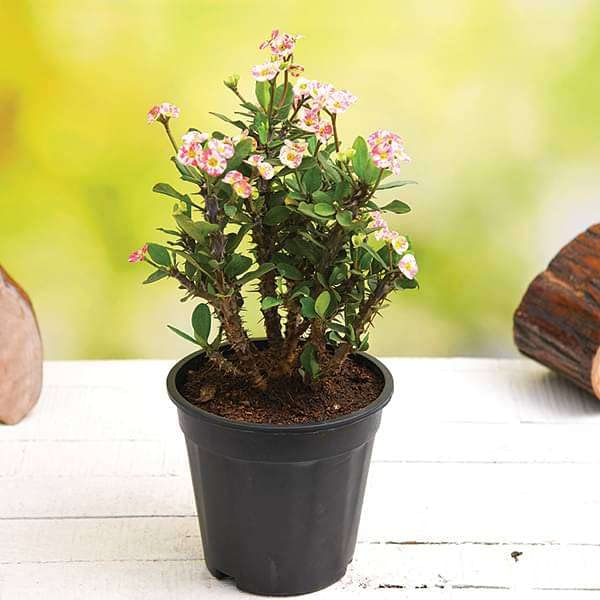 Amazing Euphorbia Mili Flower Live Plant with Pot : Amazon.in: Garden ...