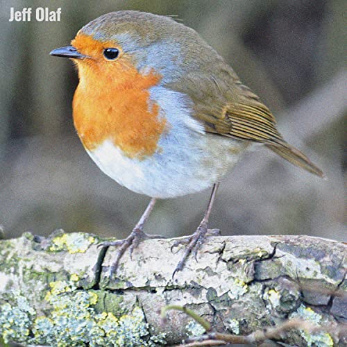 Gotland Bird Sounds by Jeff Olaf on Amazon Music - Amazon.co.uk