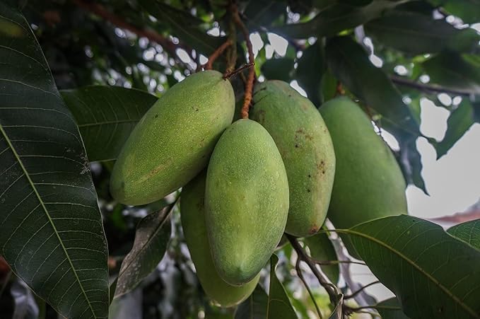 ASPEN® Imam Pasand Mango Healthy Live Plant With Safe & Secure Packing ...
