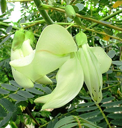 HERBALISM Gaach-Munga Agastya Houwaiman Agasi Agathi Sukanasamu Varnari ...