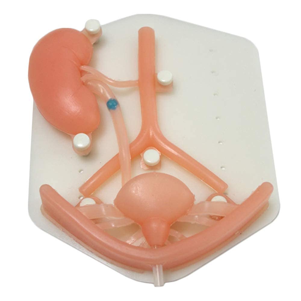 Laparoscopic Surgery Training Module Urinary System Silicone Organ ...