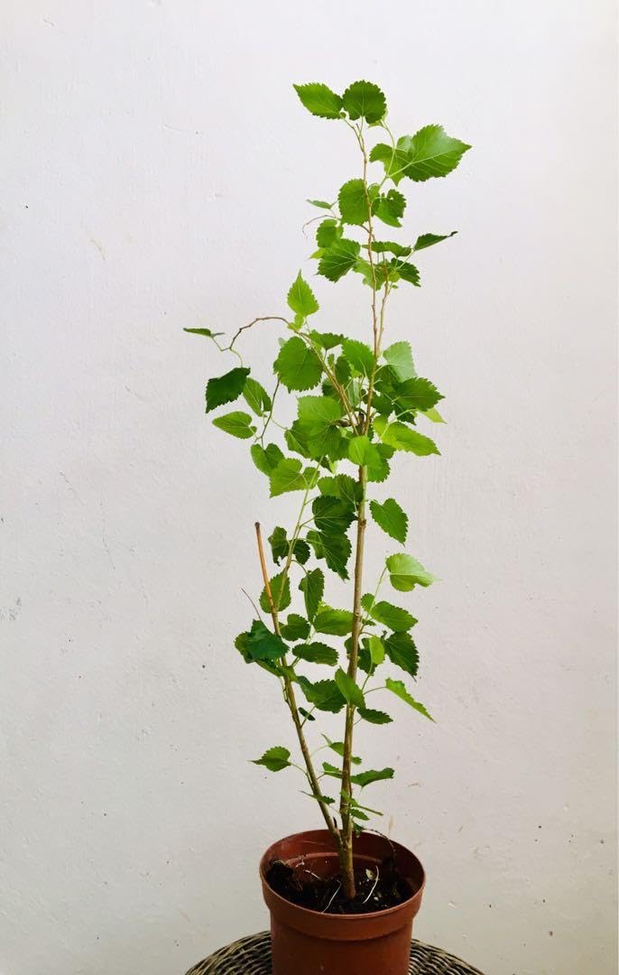 Mulberry plant live grafted (Pack of 2) : Amazon.in: Garden & Outdoors