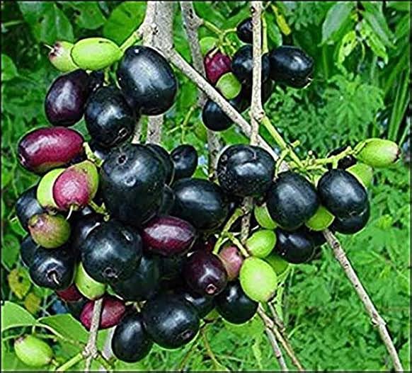 Mphmi Live Plant Nursery NCR Nurseryplant Syzygium gulab Cumini Jam ...