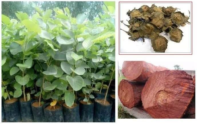 lal Chandan -Red Sandalwood -Rakt Chandan Tree Seeds-Pack of 5 Seeds ...