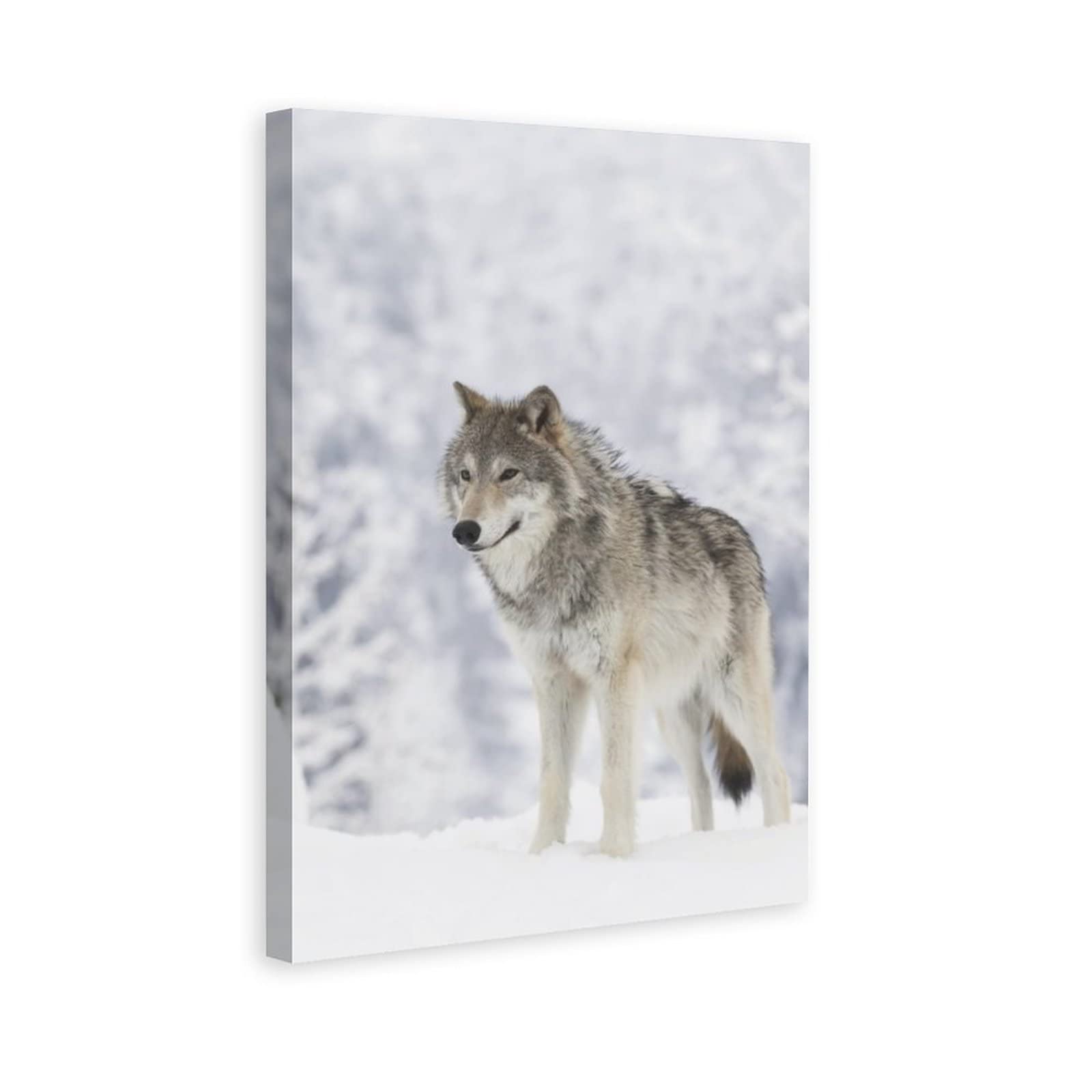 Beautiful Grey Wolf