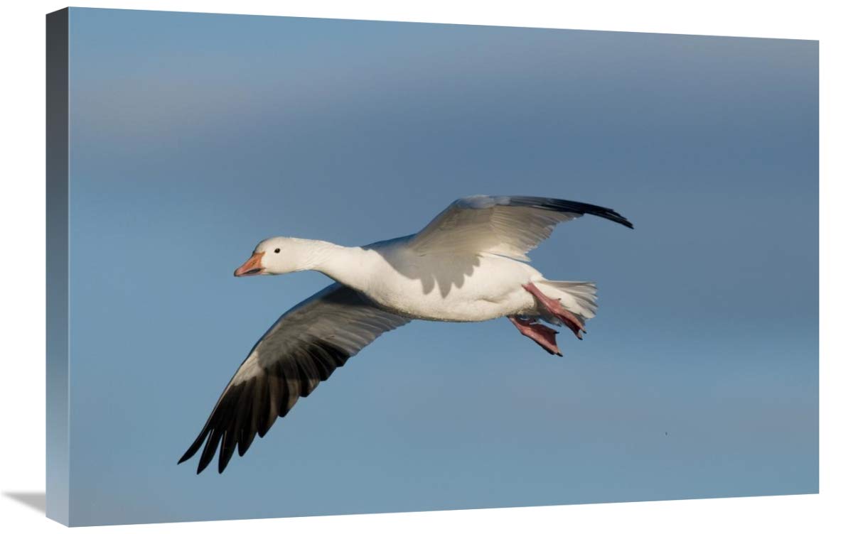 Snow Goose Flying