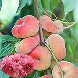 ・ブランド:ＩＴＡＮＳＥ・蟠桃は別名座禅桃とも呼ばれ、おまんじゅうを押しつぶしたようなペチャンコの形をしています。 形に似合わず品質は良好で、果汁も多く濃厚でまったりとした味わいは格別です。 八重咲き蟠桃は、樹姿は立ち性で樹勢が強い品種です...