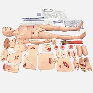 Modelo Esqueleto Maniquí enfermería tamaño Real Modelo anatómico Cuerpo ...