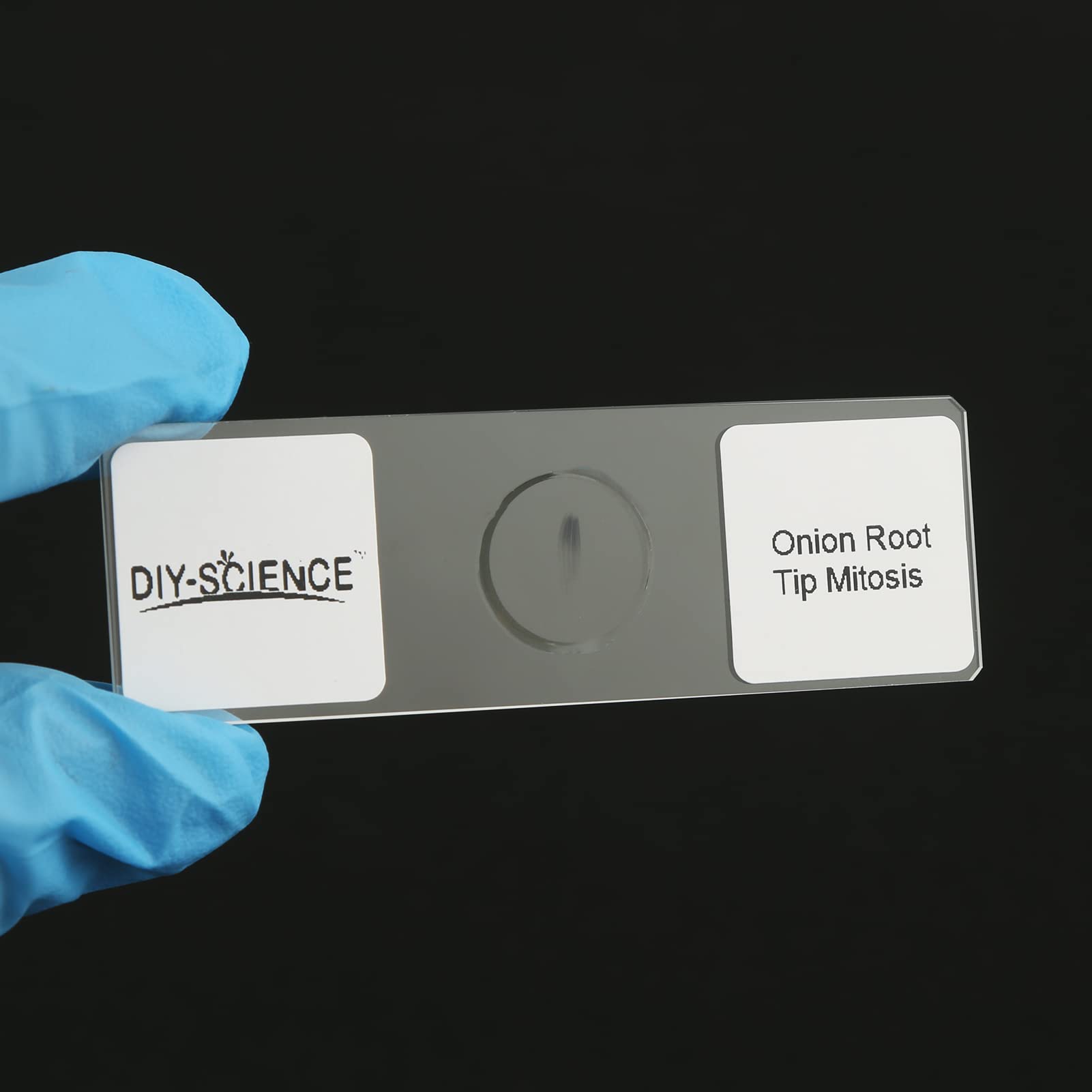 Snapklik.com : Onion Root Tips Mitosis Microscope Slides Set, 25PCS ...