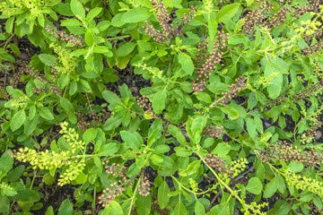 Rameshvar Enterprises | Rama Tulsi Live Plant + Krishna Tulsi Live ...