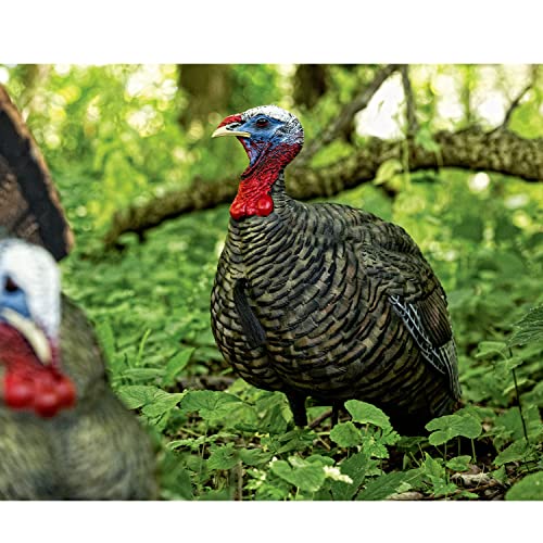 Snapklik.com : AVIAN-X LCD Jake Quarter Strut Durable Realistic ...