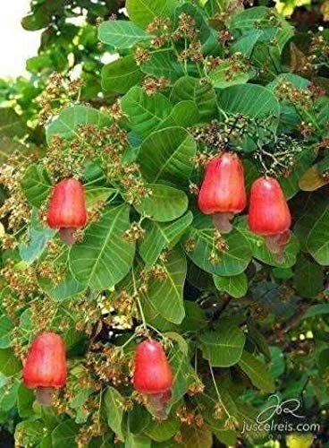 LushGreen Tropical Rare Cashew Nut Kaju Fruit Grafted Live Plant For ...