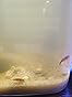 Amazon.com: TRIASSIC TRIOPS - Gigantic Triops Kit, Contains Eggs, Food ...