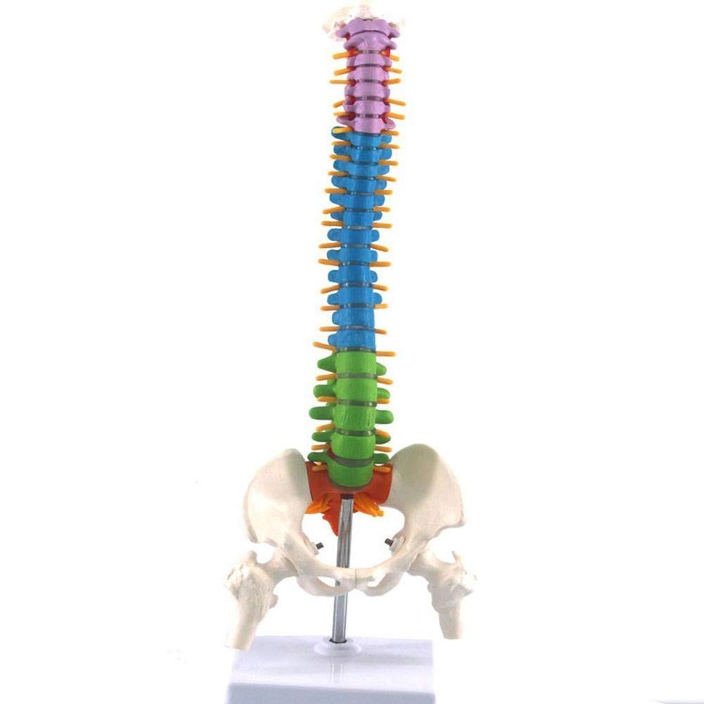 Buy Color Human Spine 45cm Spine Model With Pelvis + Femur Human Spine ...