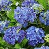 Plant Theory Blue Mophead Hydrangea Hydrangea Macrophylla Shrub Plant ...