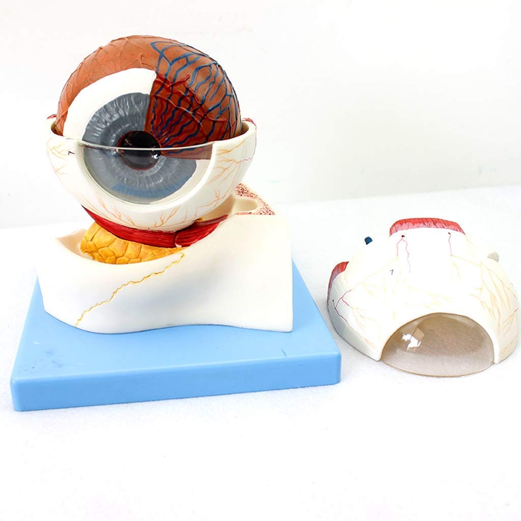 Buy QHYTL Human Organ Anatomy Model - 5X Magnified Eye Model ...