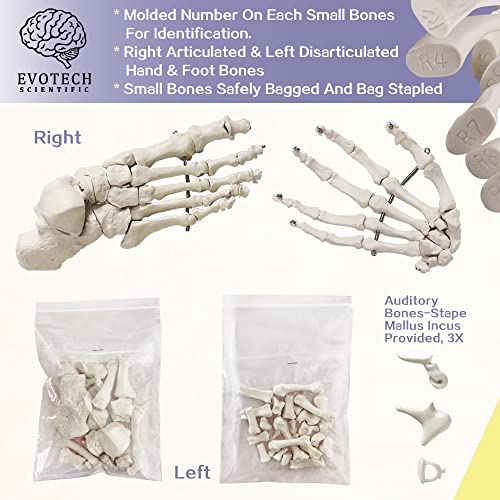 Snapklik.com : Evotech Disarticulated Human Skeleton Model For Anatomy ...