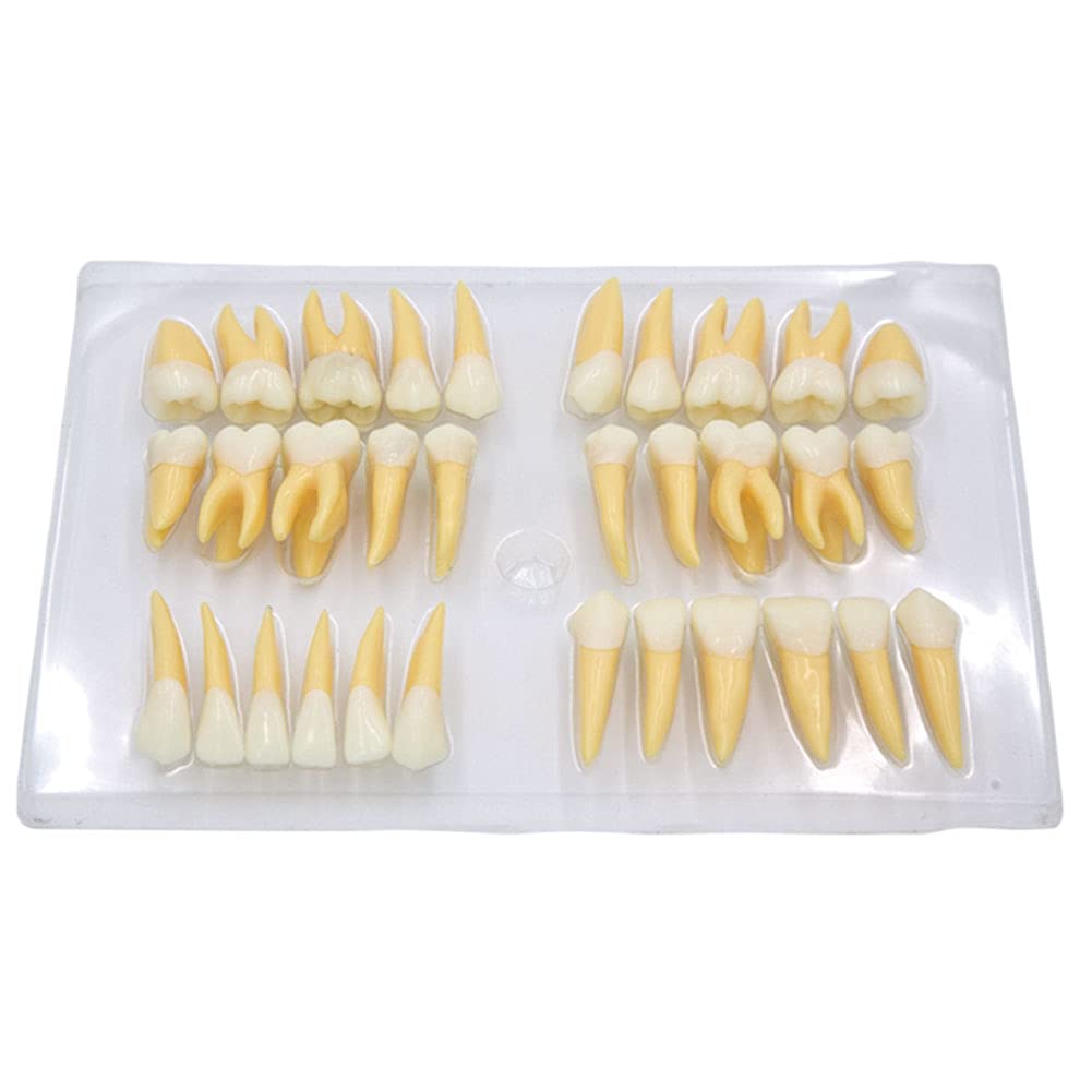 Buy YZDKJDZ 2.5 Times Dental Root Canal Model with Pulp Cavity, Acrylic ...