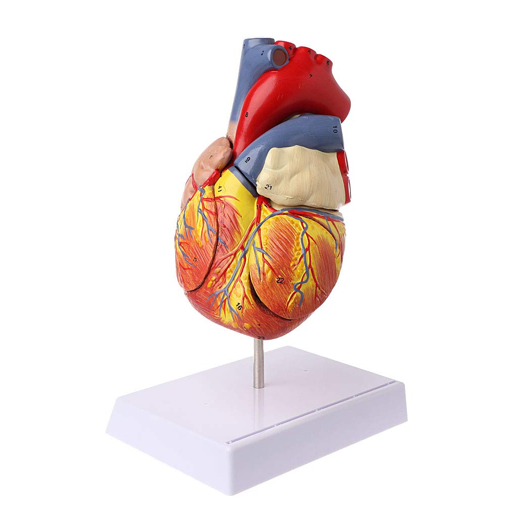 Buy JUCOO Disassembled Anatomical Human Heart Model Anatomy Medical ...