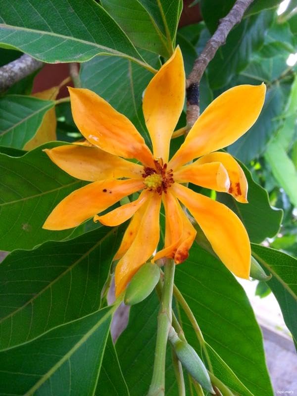 Golden Champa Magnolia champaca Son-chafa Son champa Sachochampo Yellow ...