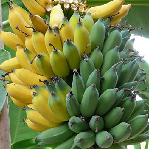 Mphmi Seedless Plant Indoor Plants Banana Plant - Musa Velutin, Banana ...