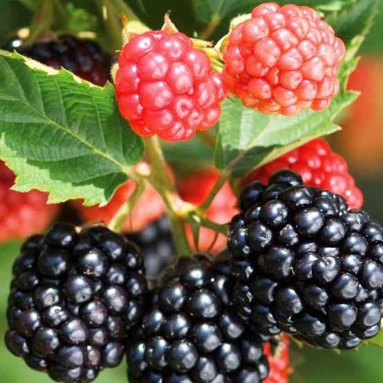 Blackberry/Berry Sweet Fruit Tree Hybrid Grafted Most Popular Home/Roof ...