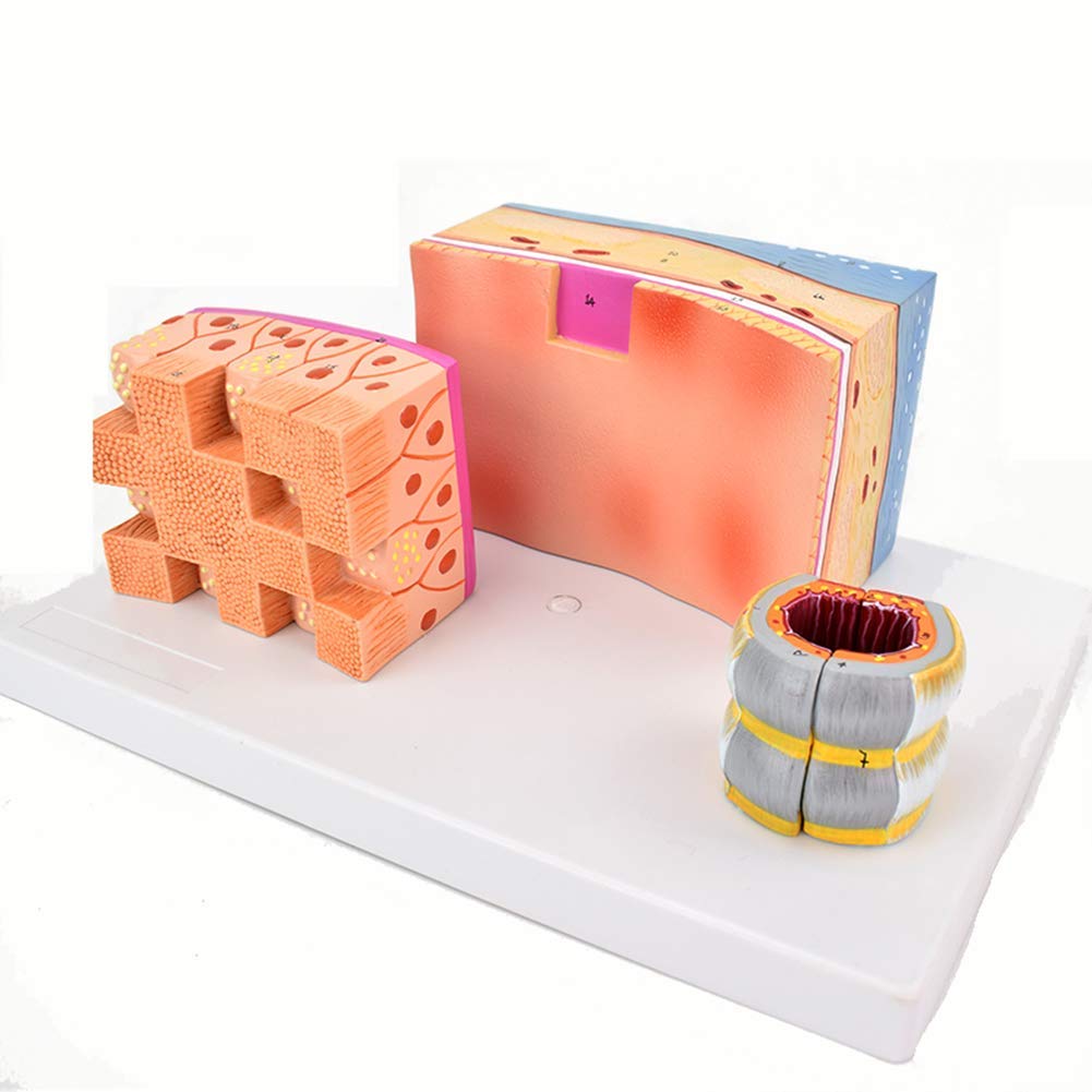Human Body Model Trachea Anatomical Model Tracheal Wall And Larynx ...