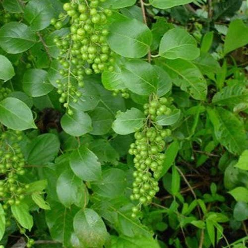 HERBALISM Guggul Mukul Caudate Asteraceae Commiphora Mukul Gugulipid ...