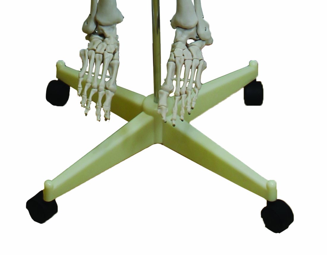 Buy PHYSIQUE Life Size Human Skeleton Model - Human Body Skeleton ...