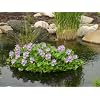 Amazon.com : Floating Flora Fish Barrier - 18 Inch Diameter : Patio ...